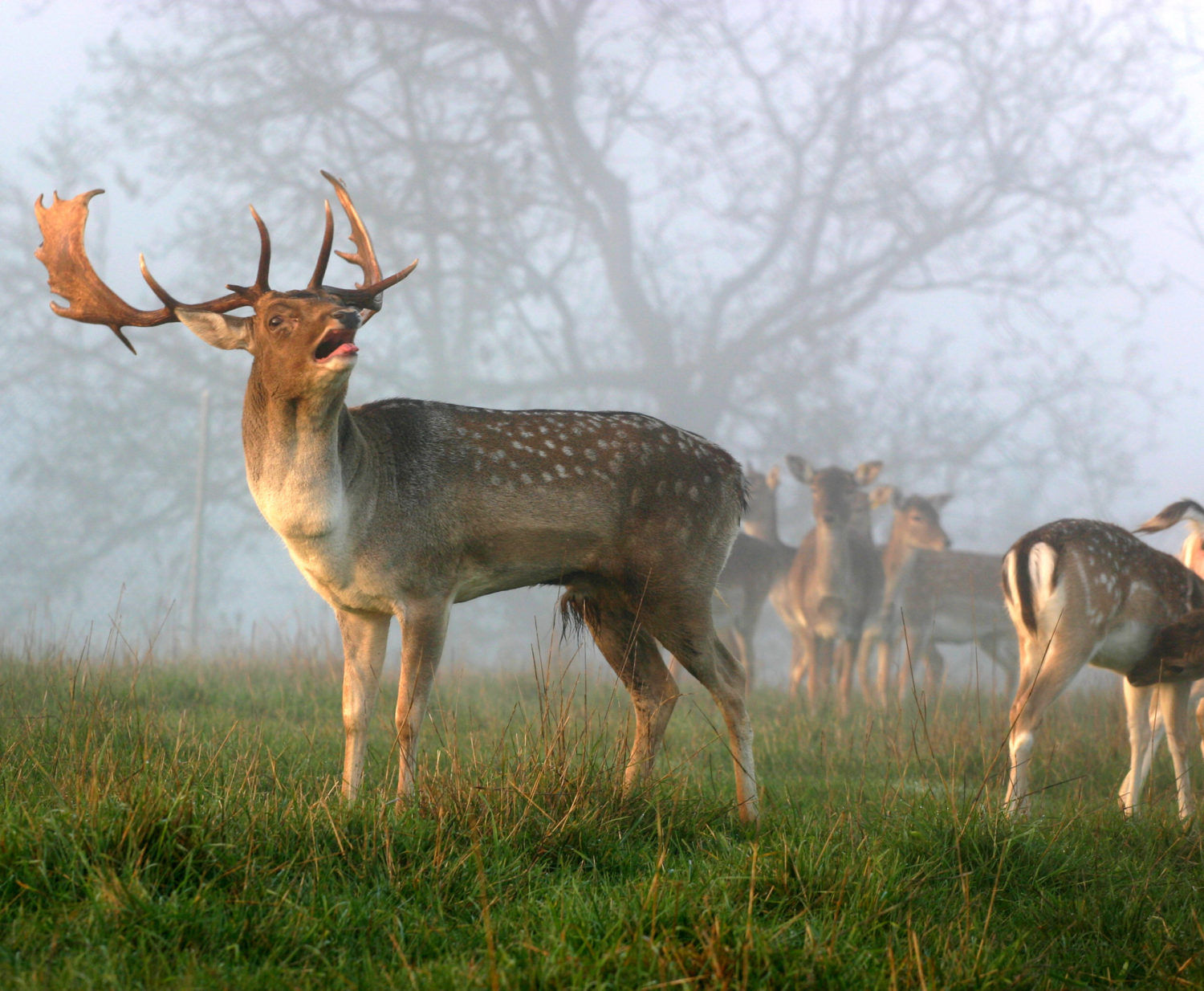 Jahreszyklus Damwild (1. bis 4. Lebensjahr) - Jagd - Heintges eLearning ...