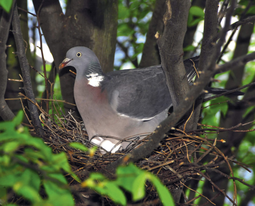 Tauben - Jagd - Heintges eLearning System