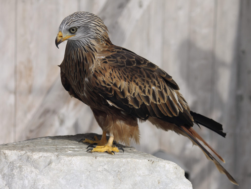 Roter Milan, Rotmilan, Gabelweihe - Jagd - Heintges eLearning System