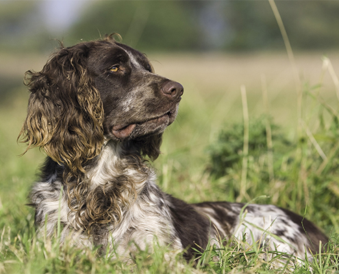Jagdhunde Vollversion - Jagd - Heintges eLearning System