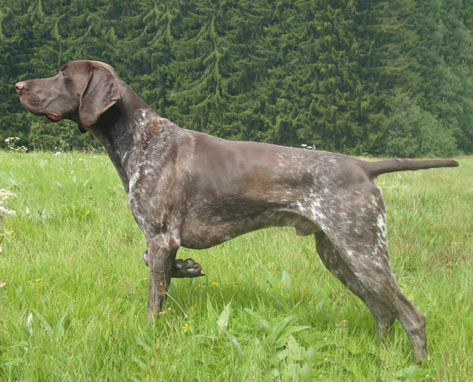 Deutsche Vorstehhunde 1 - Jagd - Heintges eLearning System