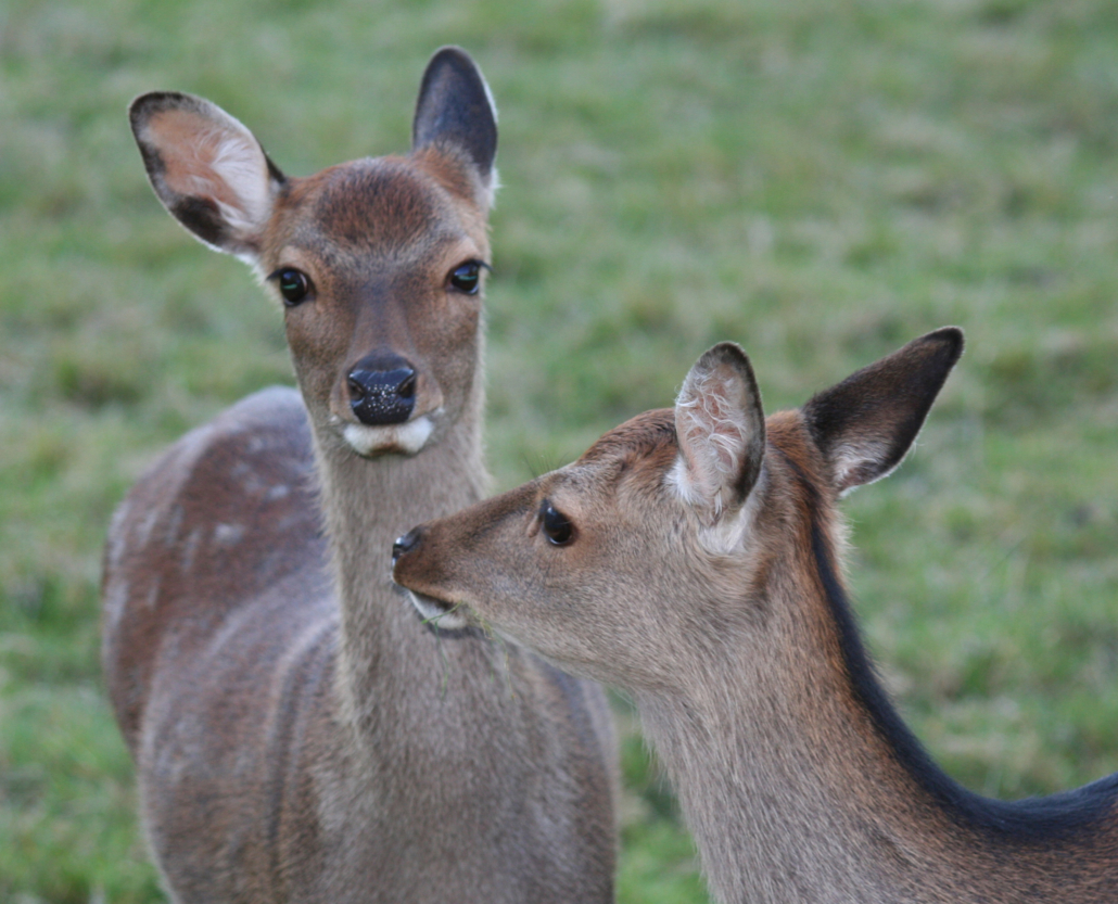 Unterscheidungsmerkmale zwischen Sikawild und Damwild - Jagd - Heintges ...