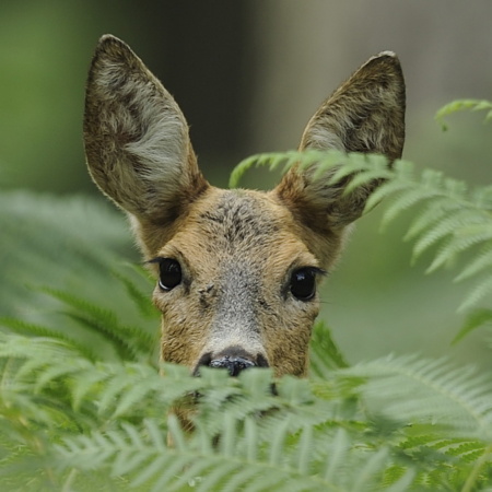 Echte Hirsche - Trughirsche - Jagd - Heintges eLearning System