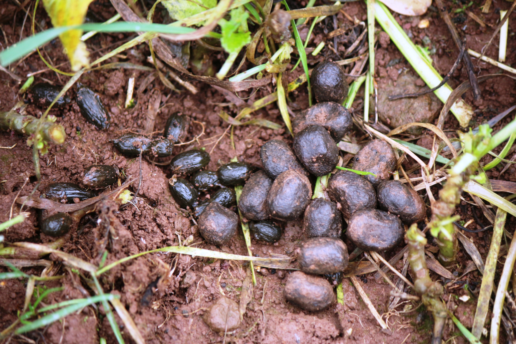 Losung - Jagd - Heintges eLearning System