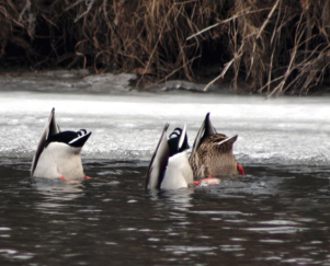 Erkennungsmerkmale der Enten (Erpel) - Jagd - Heintges eLearning System