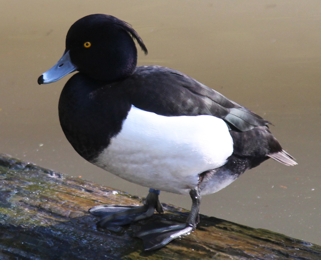 Entenvögel - Jagd - Heintges eLearning System