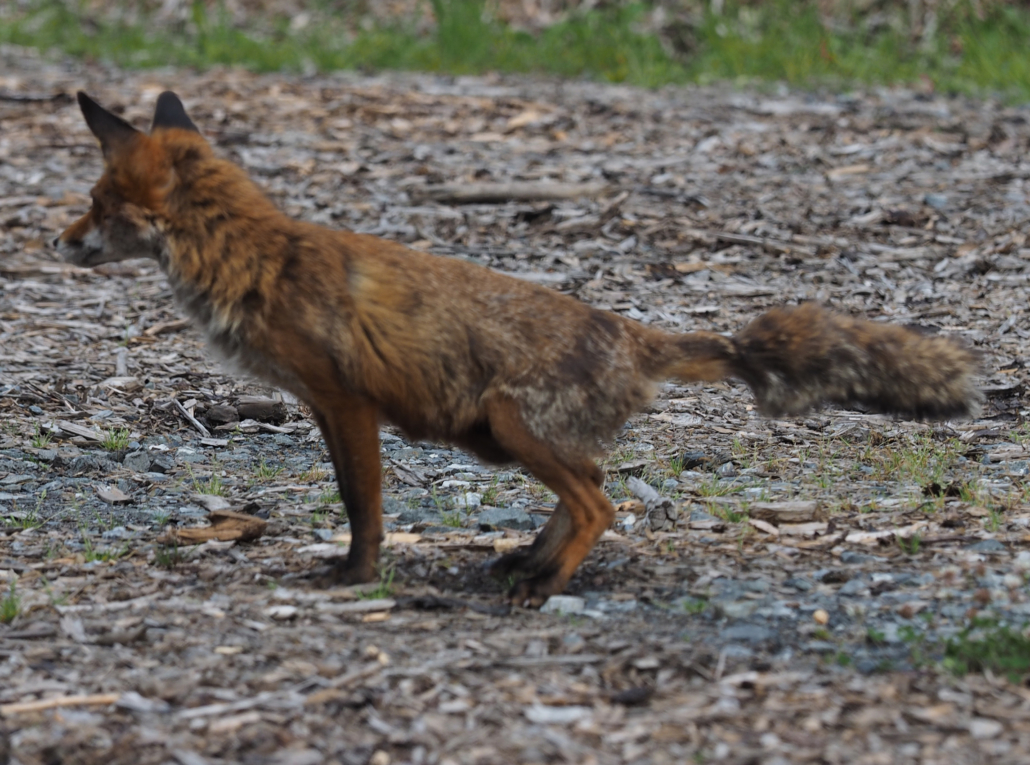 Fuchs - Ranz, Fortpflanzung, Feinde - Jagd - Heintges eLearning System