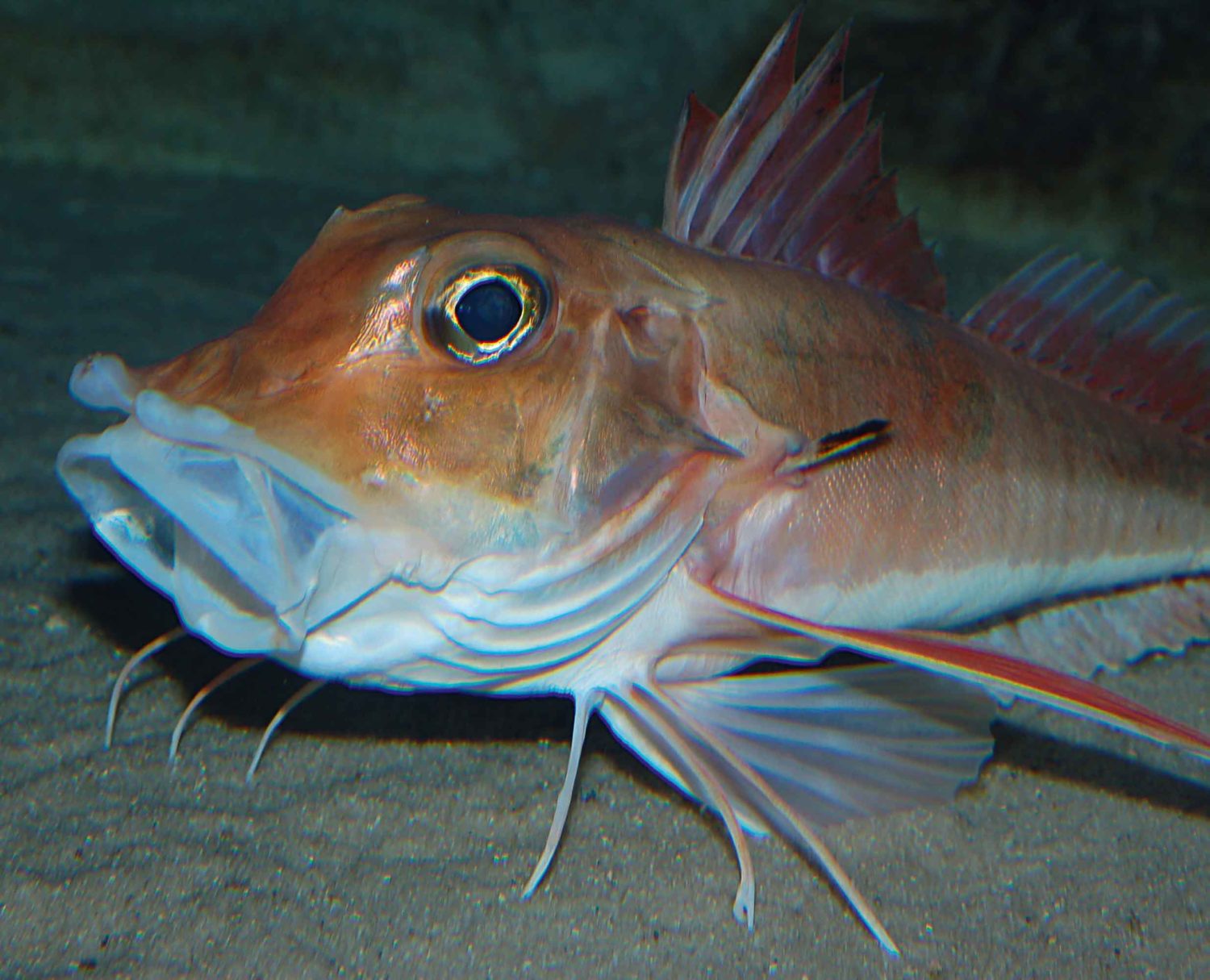 Home - Fisch - Heintges eLearning