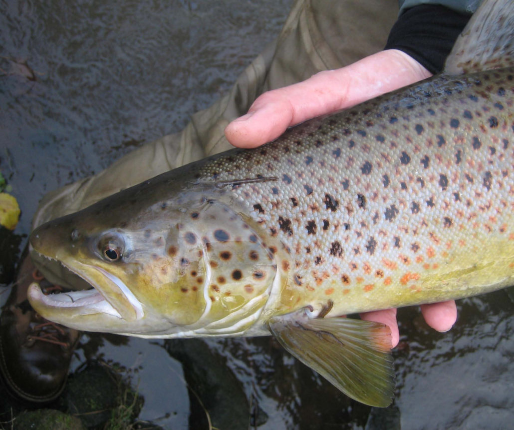 Europäische Forelle - Meerforelle - Fisch - Heintges eLearning