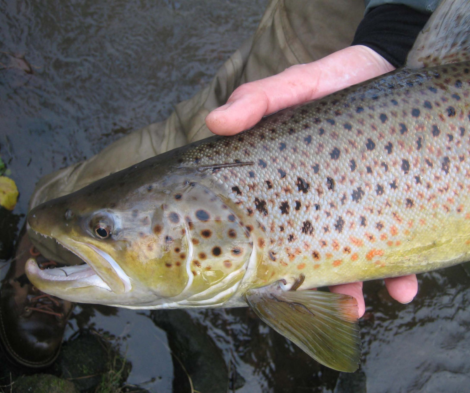 Europäische Forelle - Meerforelle - Fisch - Heintges eLearning