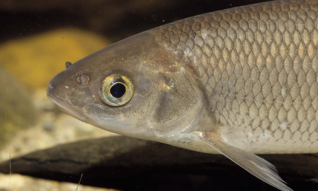 Hasel - Fisch - Heintges eLearning