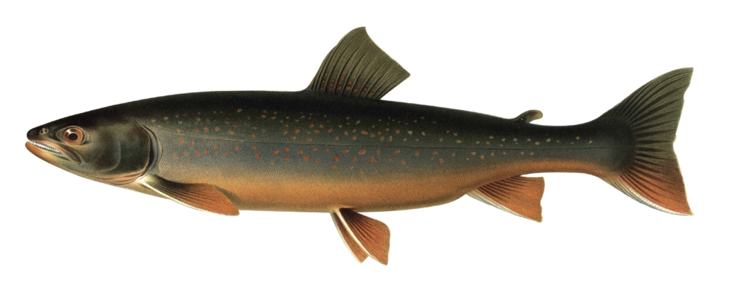 Seesaibling, Röteli - Fisch - Heintges eLearning