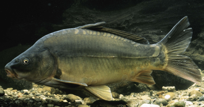 Knochenfische: Schmelzschupper / Echte Knochenfische - Fisch - Heintges ...