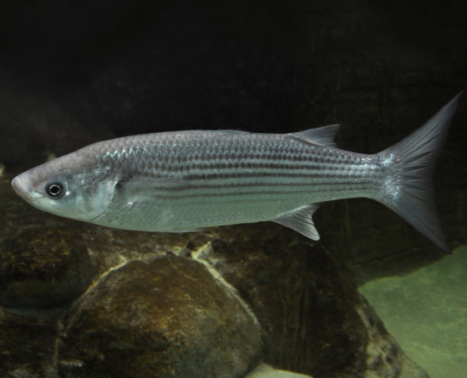 Echte Knochenfische Archives - Fisch - Heintges eLearning