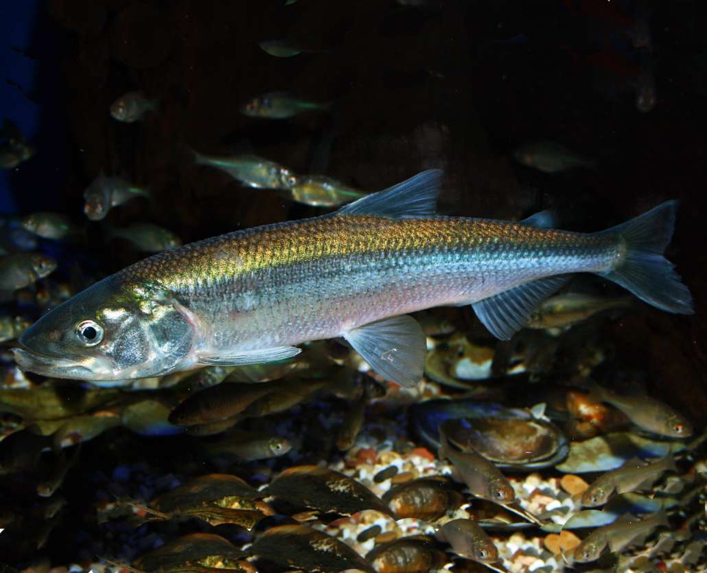 (Europäischer) Stint, Flussstint (Osmerus eperlanus, "Smelt") - Fisch ...