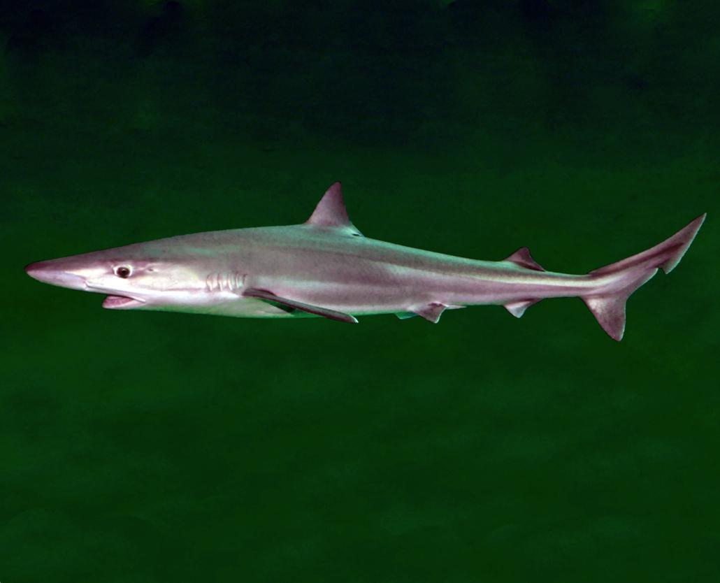 Hundshai, Grundhai, Gashai, Bithai - Fisch - Heintges eLearning