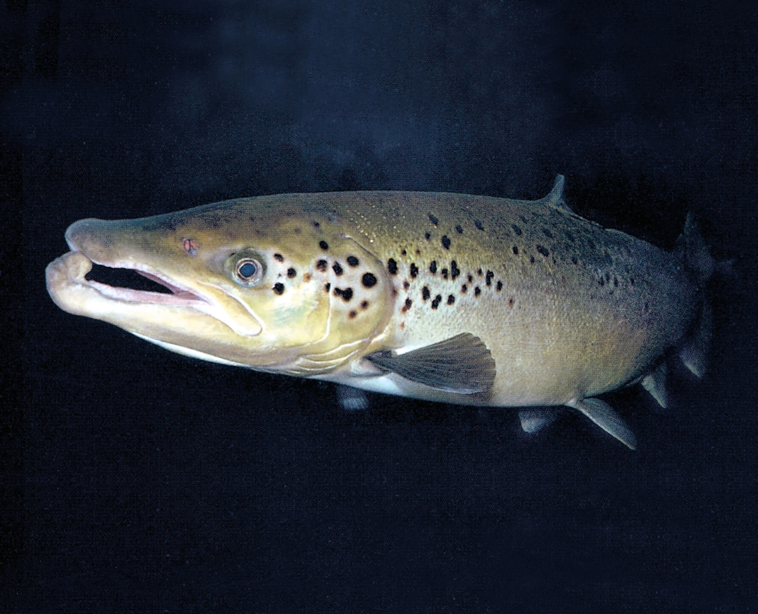 Gemeinsame Merkmale der Lachsartigen - Fisch - Heintges eLearning