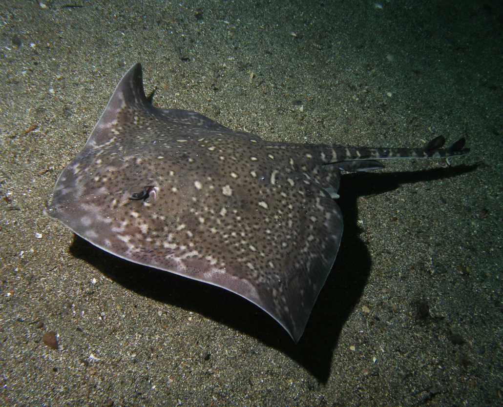 Nagel-, Dorn-, Keulen-, Steinrochen - Fisch - Heintges eLearning