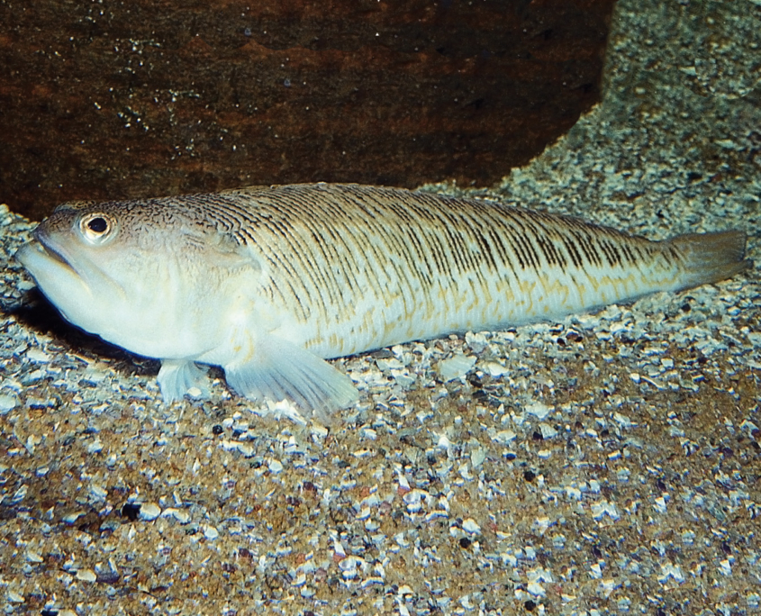 (Großes / Gewöhnliches) Petermännchen - Fisch - Heintges eLearning