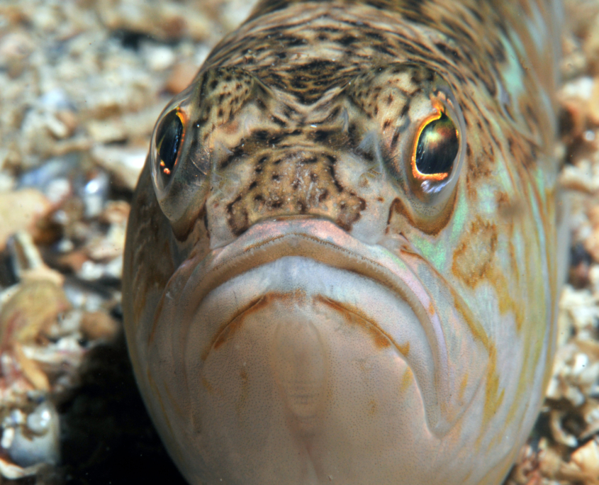 (Großes / Gewöhnliches) Petermännchen - Fisch - Heintges eLearning