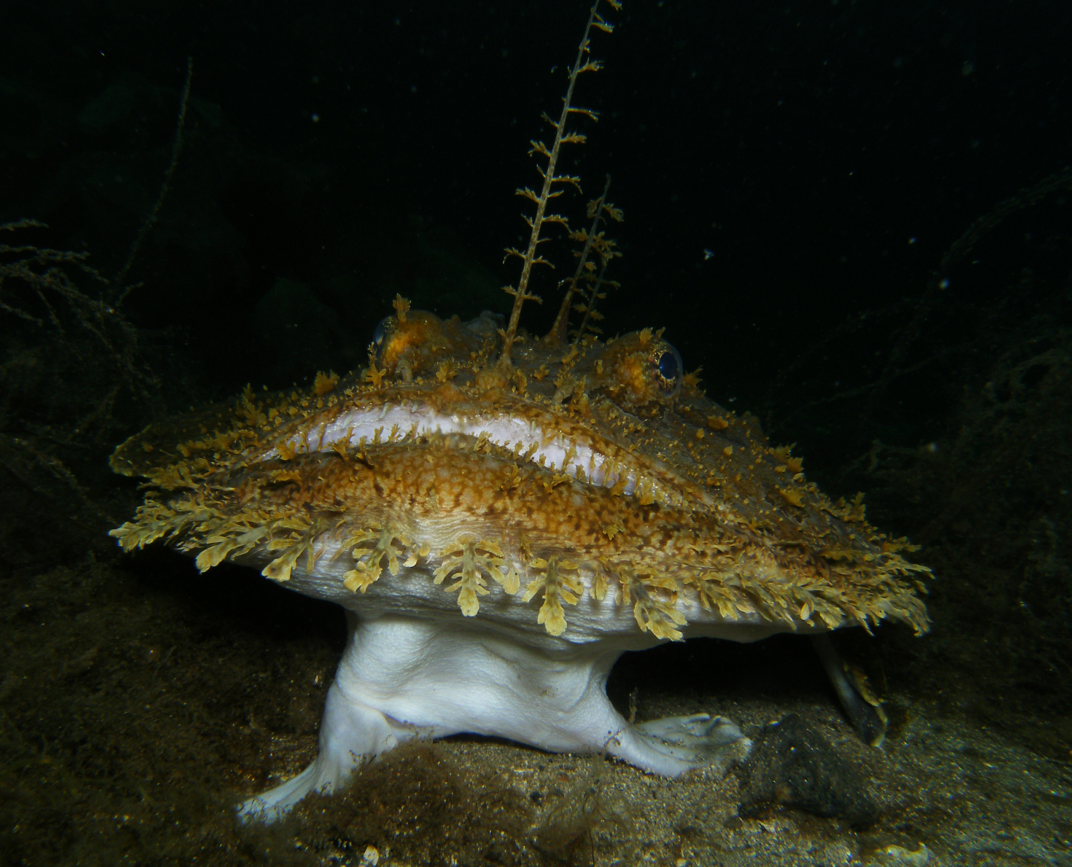 Echte Knochenfische Archives - Fisch - Heintges eLearning