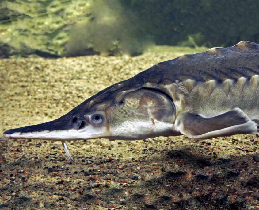 Meeresfische Archives - Fisch - Heintges eLearning