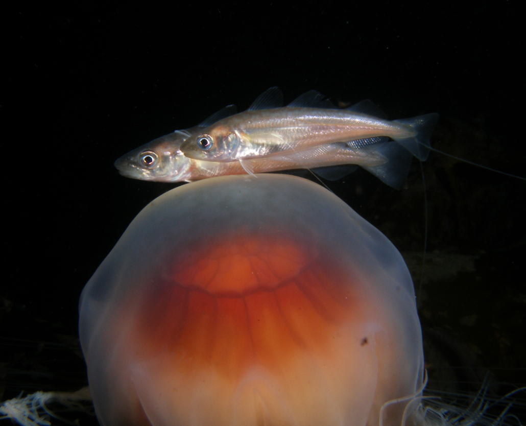 Wittling, Merlan, Weißling - Fisch - Heintges eLearning