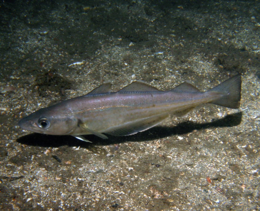 Wittling, Merlan, Weißling - Fisch - Heintges eLearning