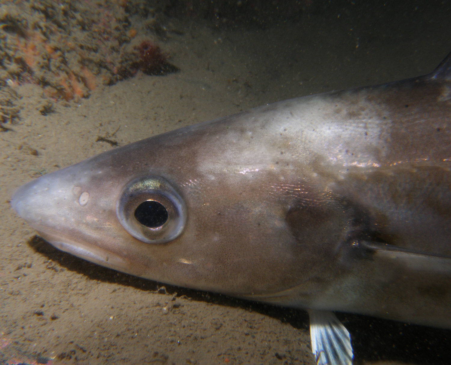 Wittling, Merlan, Weißling - Fisch - Heintges eLearning