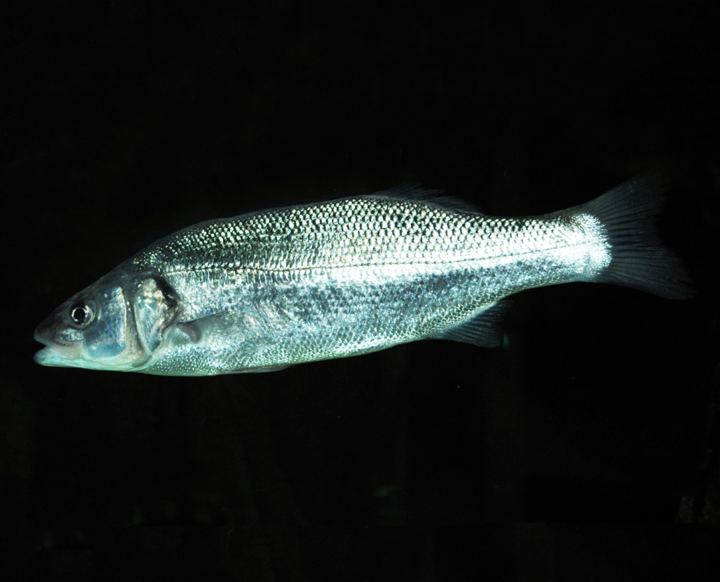 (Europäischer) Wolfsbarsch, Seebarsch - Fisch - Heintges eLearning