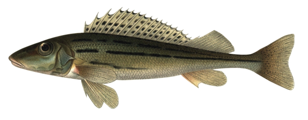 Schrätzer, Schratz - Fisch - Heintges eLearning