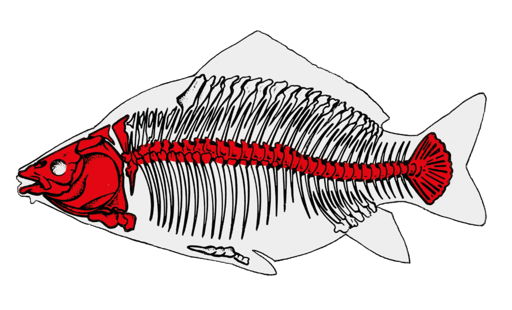 Knochenfische: Schmelzschupper / Echte Knochenfische - Fisch - Heintges ...