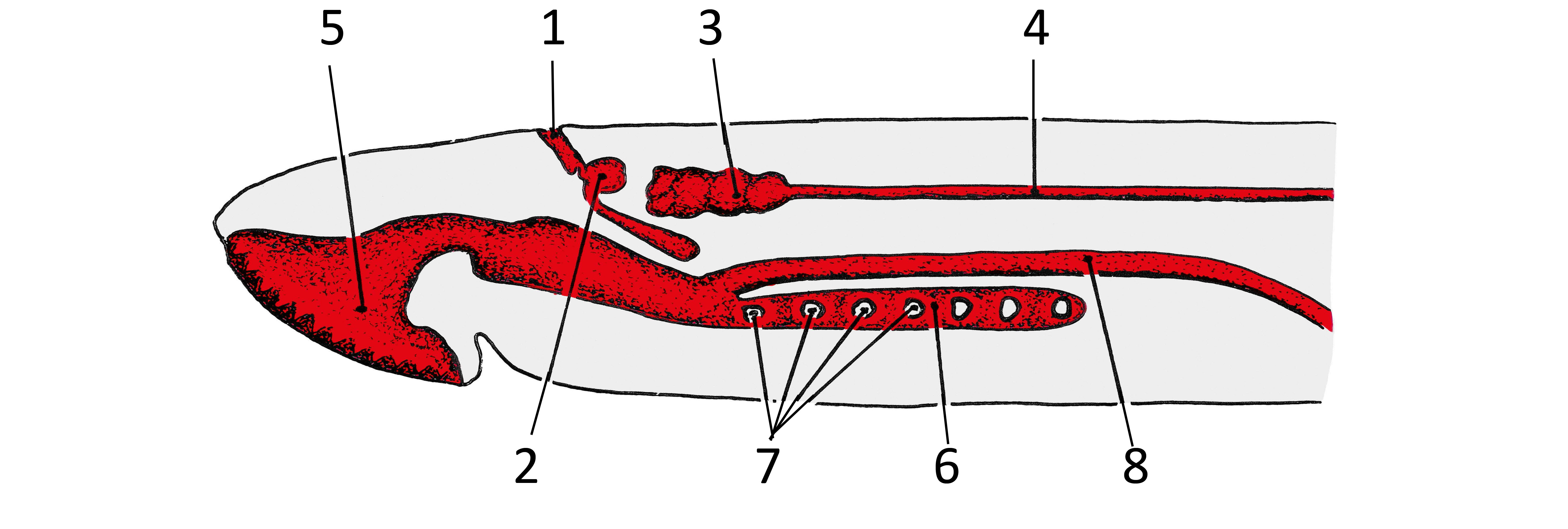 Skelett der Knochenfische / Innere Organe der Knochenfische ...