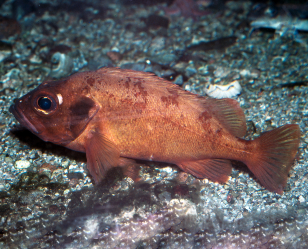 Großer Rotbarsch, Rotbarsch (Goldbarsch) - Fisch - Heintges eLearning