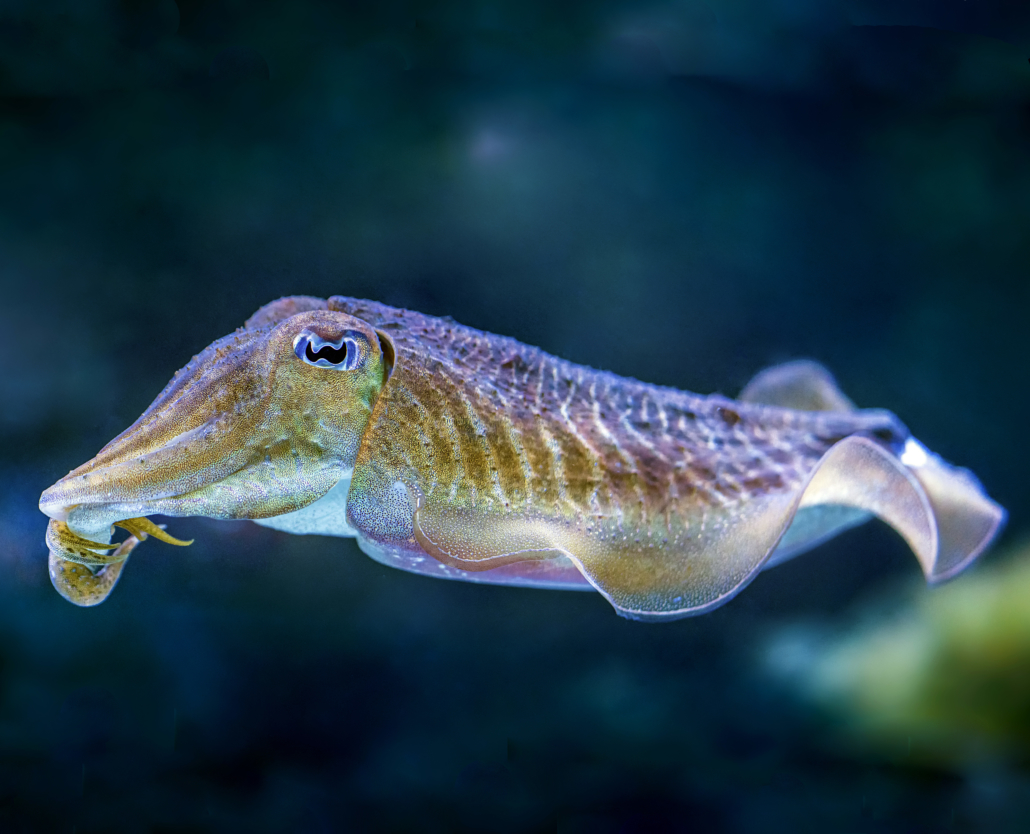 (Gewöhnlicher) Tintenfisch, Sepia - Fisch - Heintges eLearning