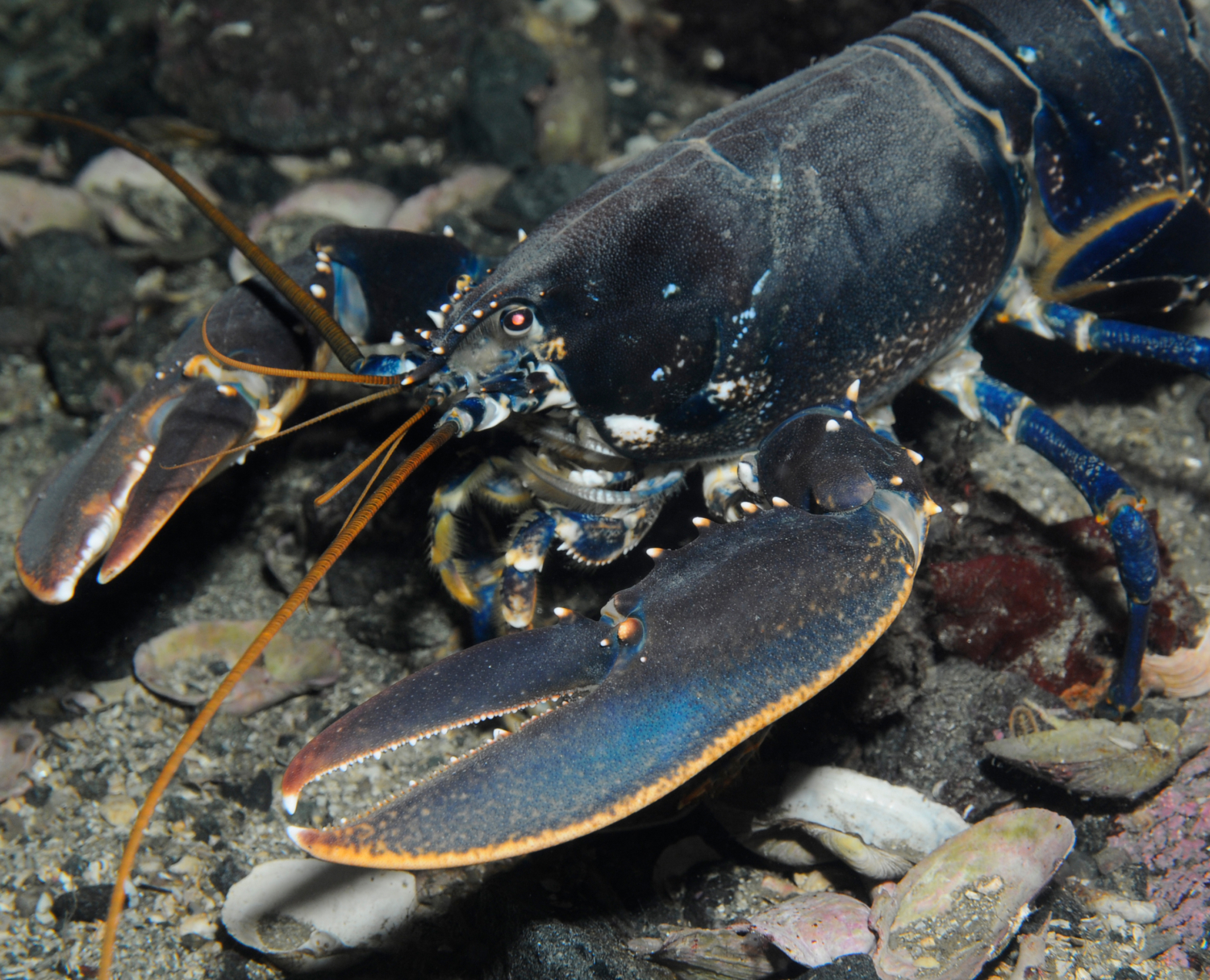 Europäischer Hummer - Fisch - Heintges eLearning