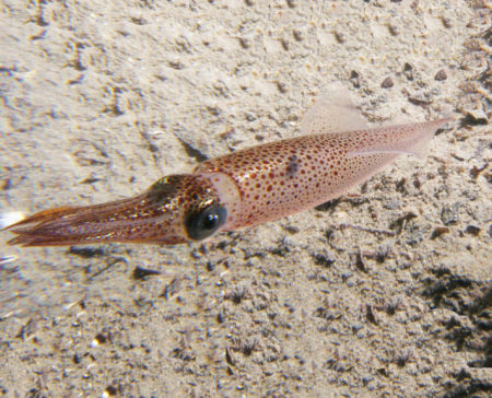 (Gemeiner) Kalmar - Fisch - Heintges eLearning