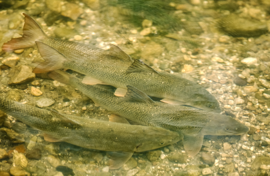 Barbe, (Europäische) Flussbarbe - Fisch - Heintges eLearning