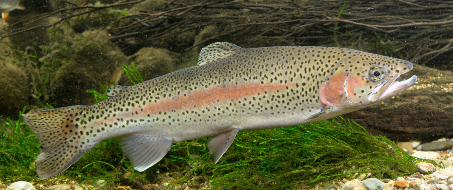 Regenbogenforelle - Fisch - Heintges eLearning