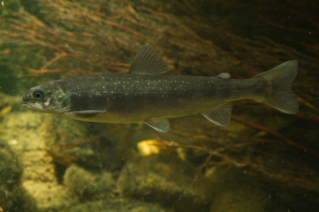 Seesaibling, Röteli - Fisch - Heintges eLearning