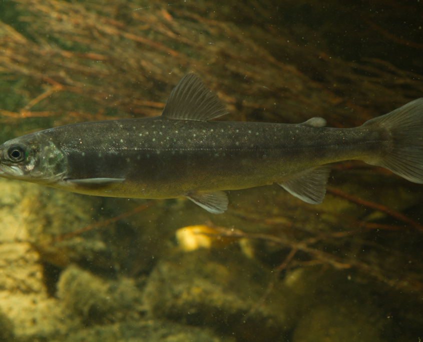 Seesaibling, Röteli - Fisch - Heintges eLearning