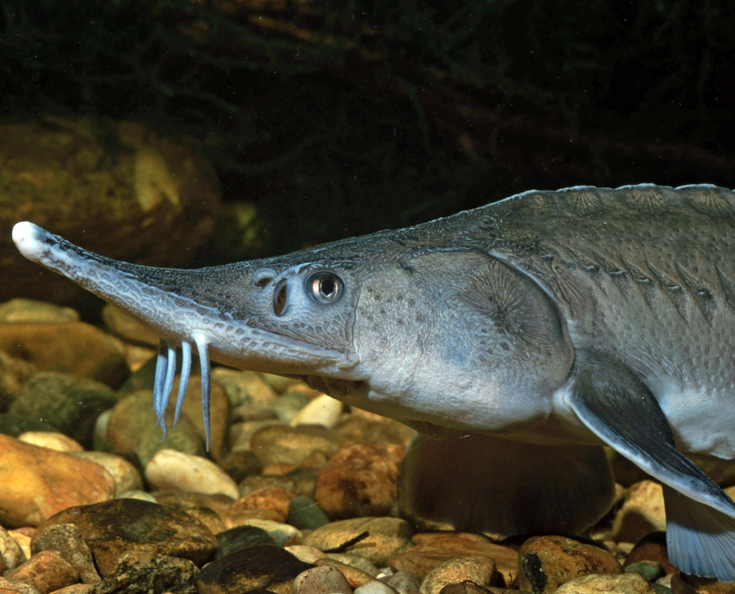 (Atlantischer) Stör, Gemeiner Stör, Nordseestör - Fisch - Heintges ...