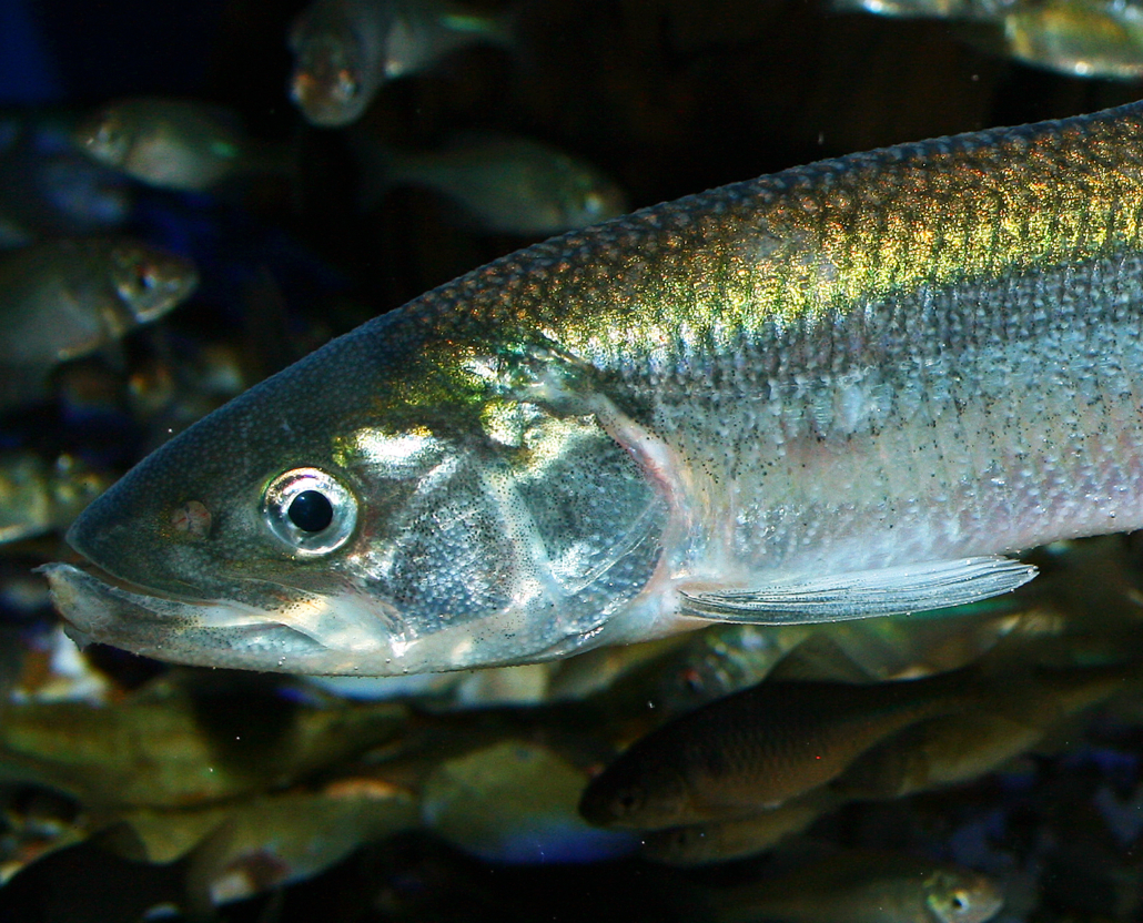 Gemeinsame Merkmale der Stintartigen - Fisch - Heintges eLearning