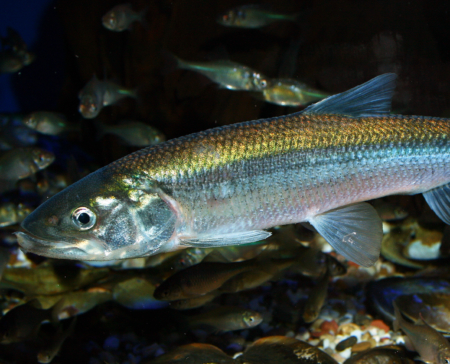Echte Knochenfische Archives - Fisch - Heintges eLearning