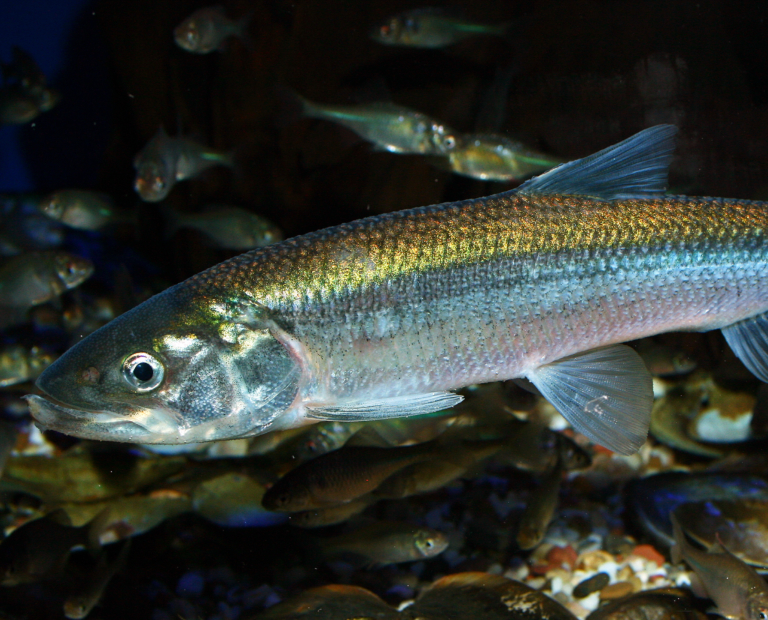 Echte Knochenfische Archives - Fisch - Heintges eLearning