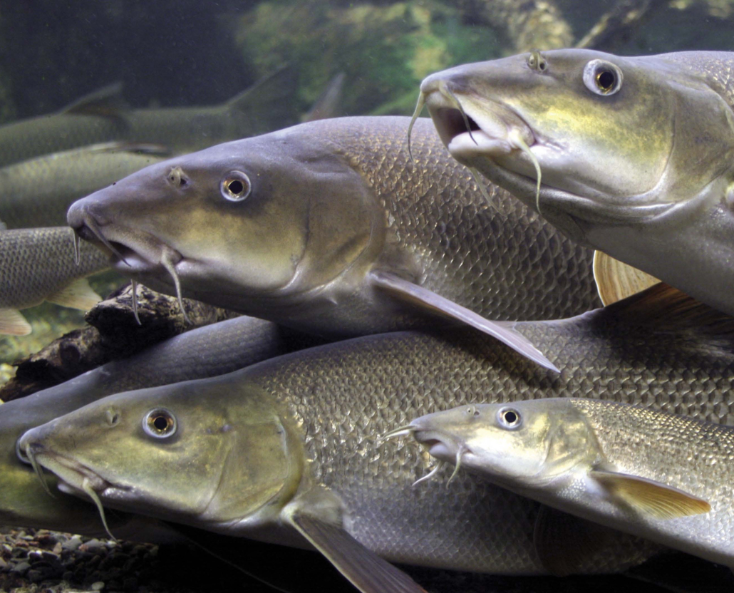 Barbe, (Europäische) Flussbarbe - Fisch - Heintges eLearning