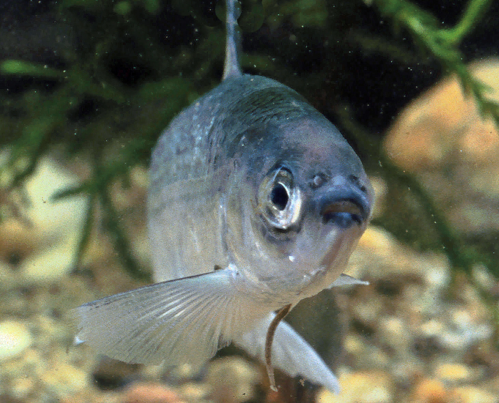 Formenkreis Coregonen (Felchen, Renken, Schnäpel, Maränen) - Fisch ...