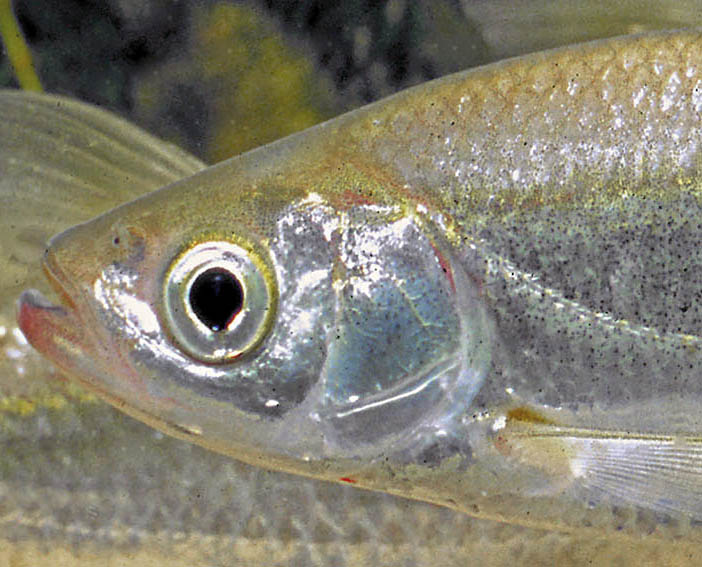 Laube, Ukelei - Fisch - Heintges eLearning