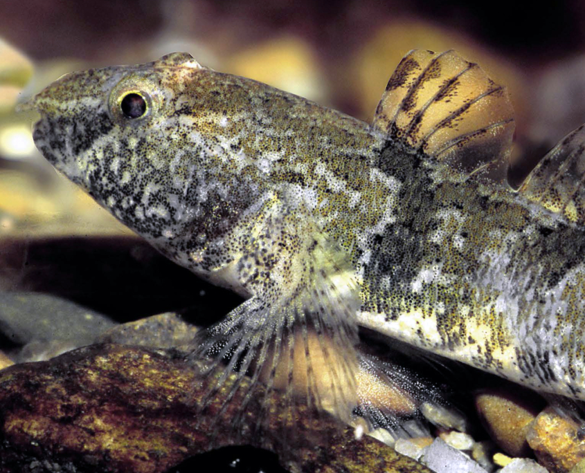 Marmorierte Grundel, Marmorgrundel - Fisch - Heintges eLearning