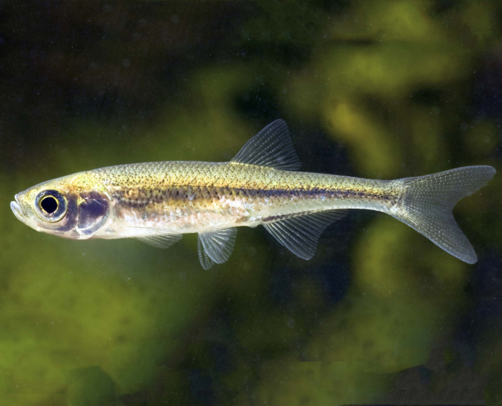 Moderlieschen - Fisch - Heintges eLearning